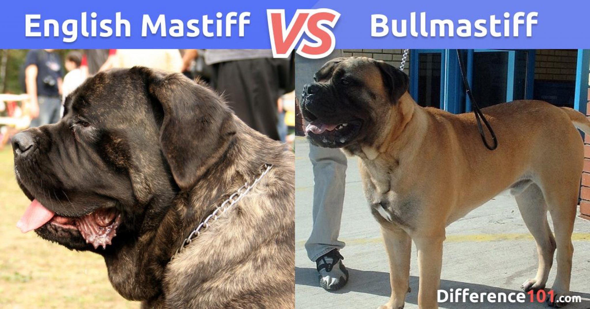 English Mastiff vs. Bullmastiff: What’s The Difference? | Difference 101