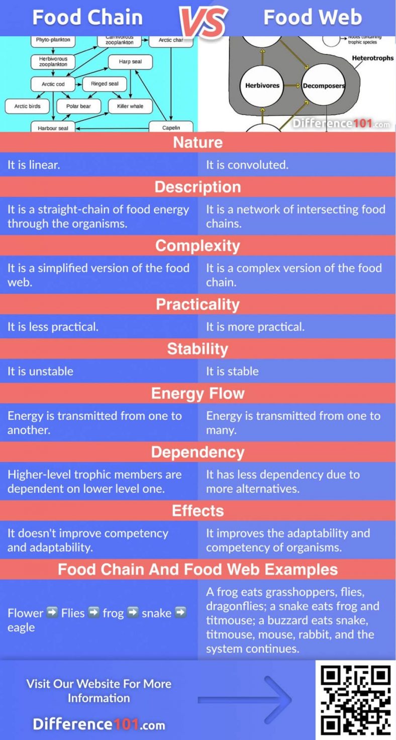 Food Chain vs. Food Web: Top 8 Differences & Examples | Difference 101