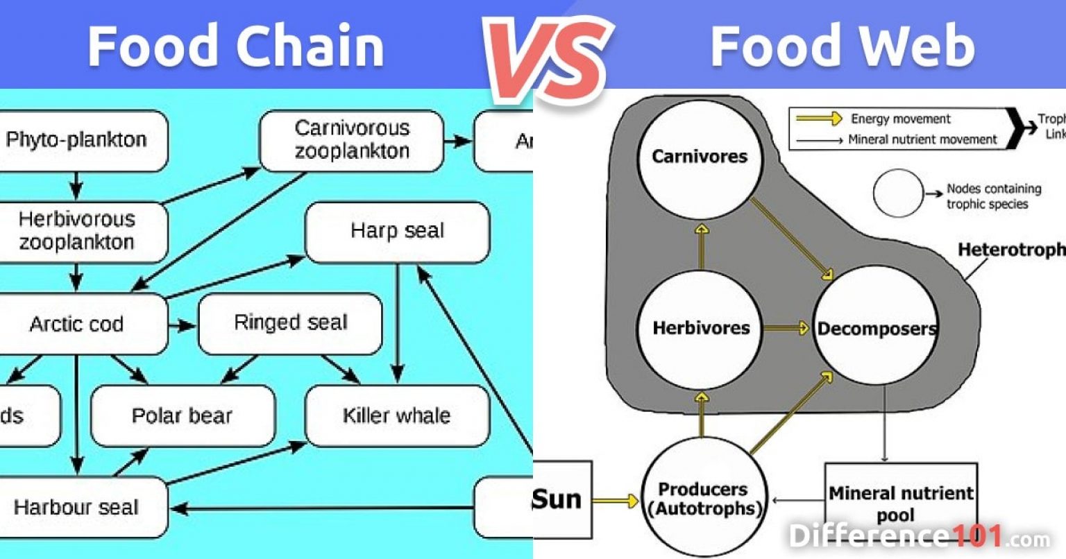 Food Chain vs. Food Web: Top 8 Differences & Examples | Difference 101