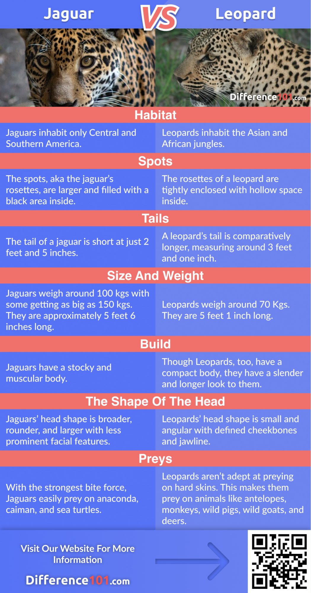 Jaguar vs. Leopard: Differences, Pros & Cons, and Which is Stronger? | Difference 101