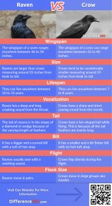 Raven vs. Crow: Key Differences, Pros & Cons, FAQ | Difference 101