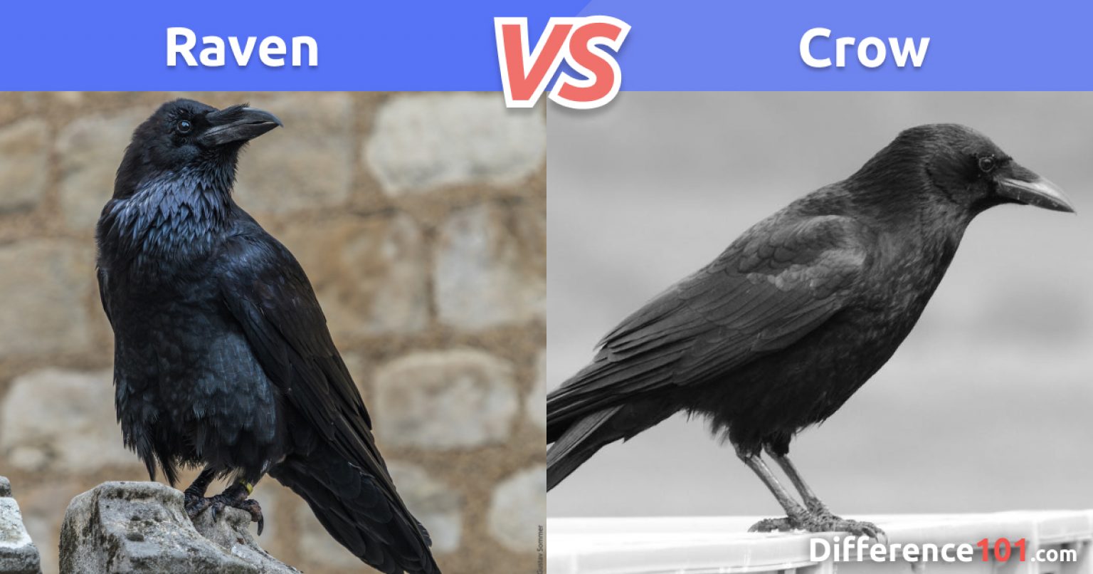 Raven vs. Crow: Key Differences, Pros & Cons, FAQ | Difference 101