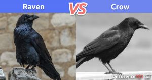 Raven vs. Crow: Key Differences, Pros & Cons, FAQ | Difference 101