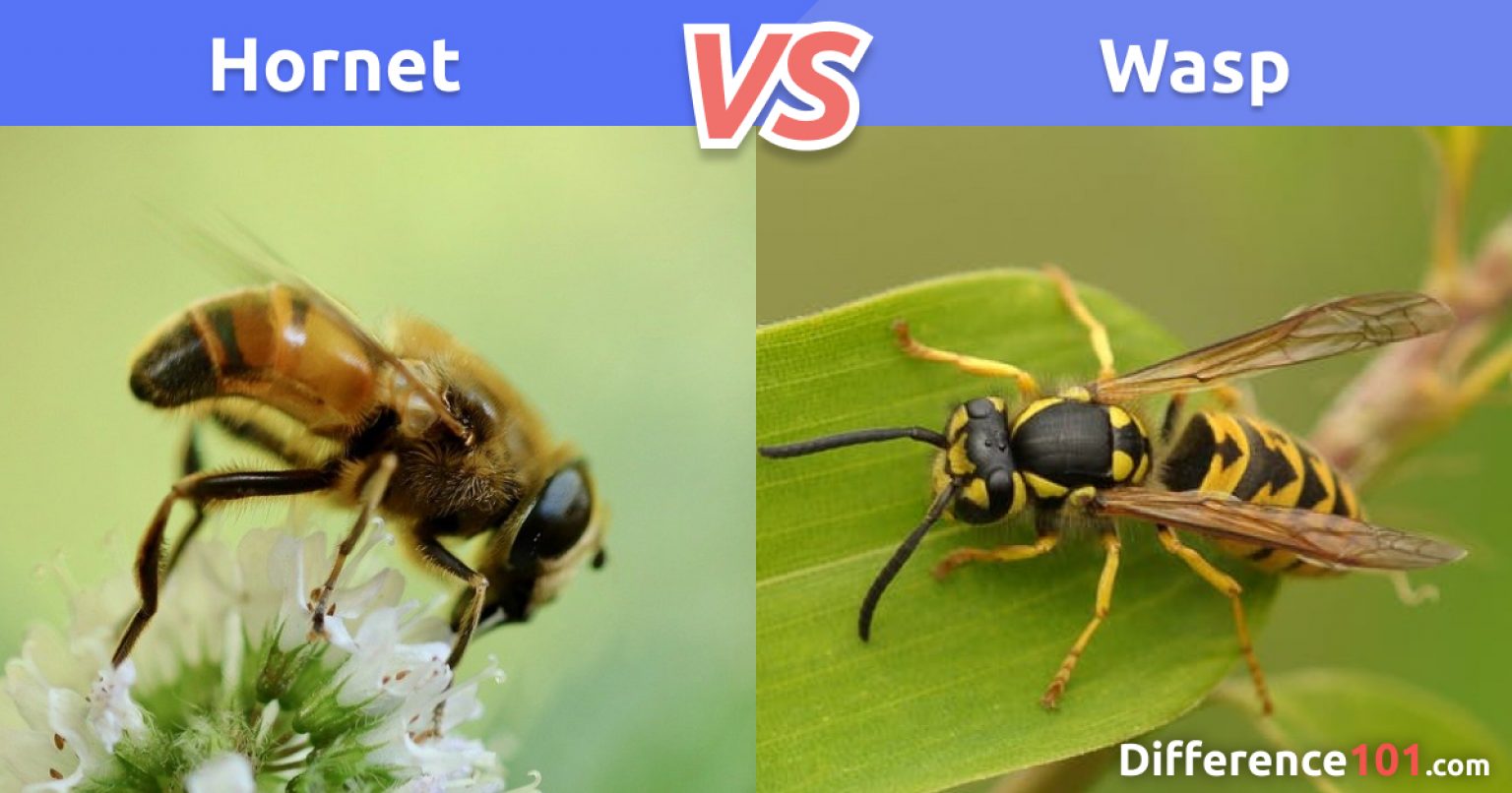 Hornet vs. Wasp: Key Differences, Pros & Cons, FAQ | Difference 101