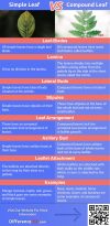 Simple Leaf vs Compound Leaf: 8 Key Differences, Pros & Cons ...