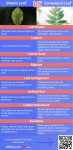 Simple Leaf vs Compound Leaf: 8 Key Differences, Pros & Cons ...