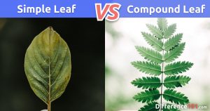🍁 Simple Leaf vs Compound Leaf: 8 Key Differences, Pros & Cons ...