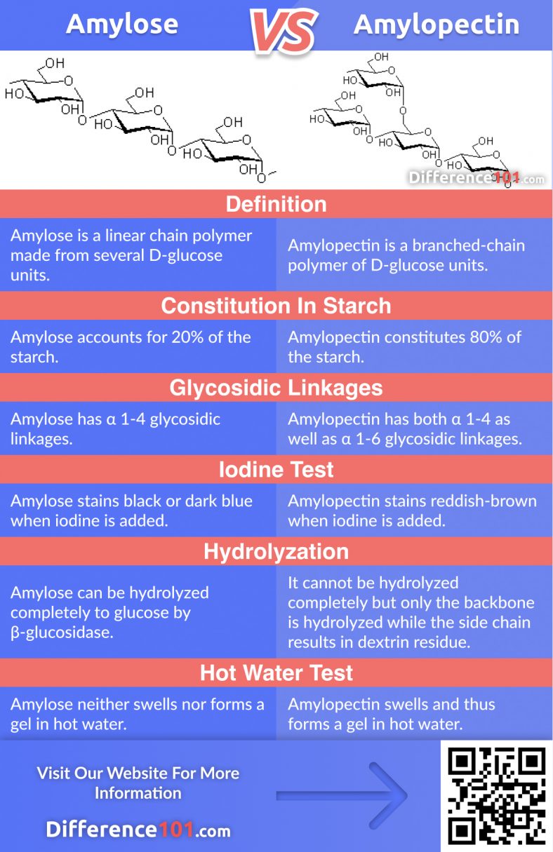 Amylose vs Amylopectin: 6 Key Points You Need To Know | Difference 101