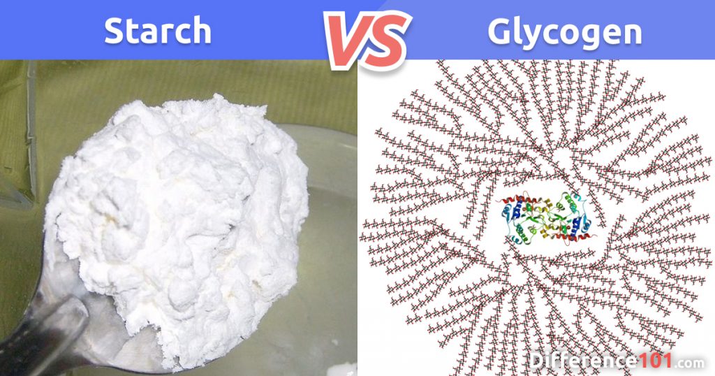 Starch vs Glycogen vs Cellulose: 5 Key Differences, Pros & Cons ...
