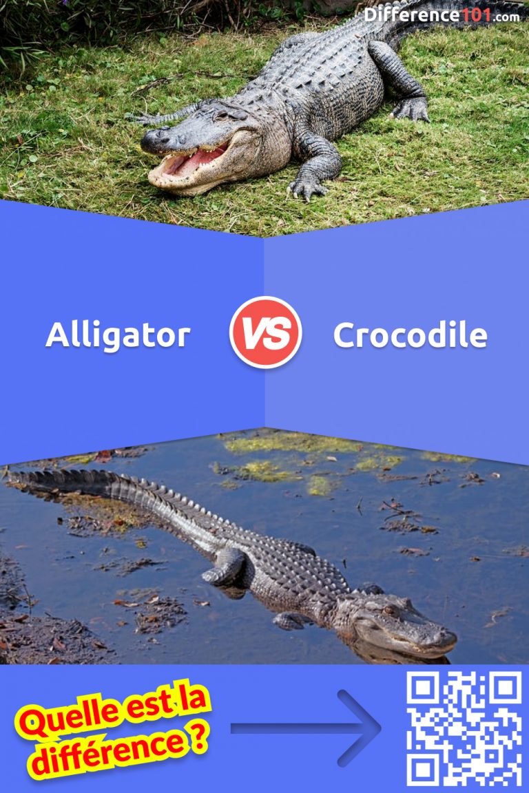 Alligator et crocodile: 6 différences et similitudes essentielles | Difference 101