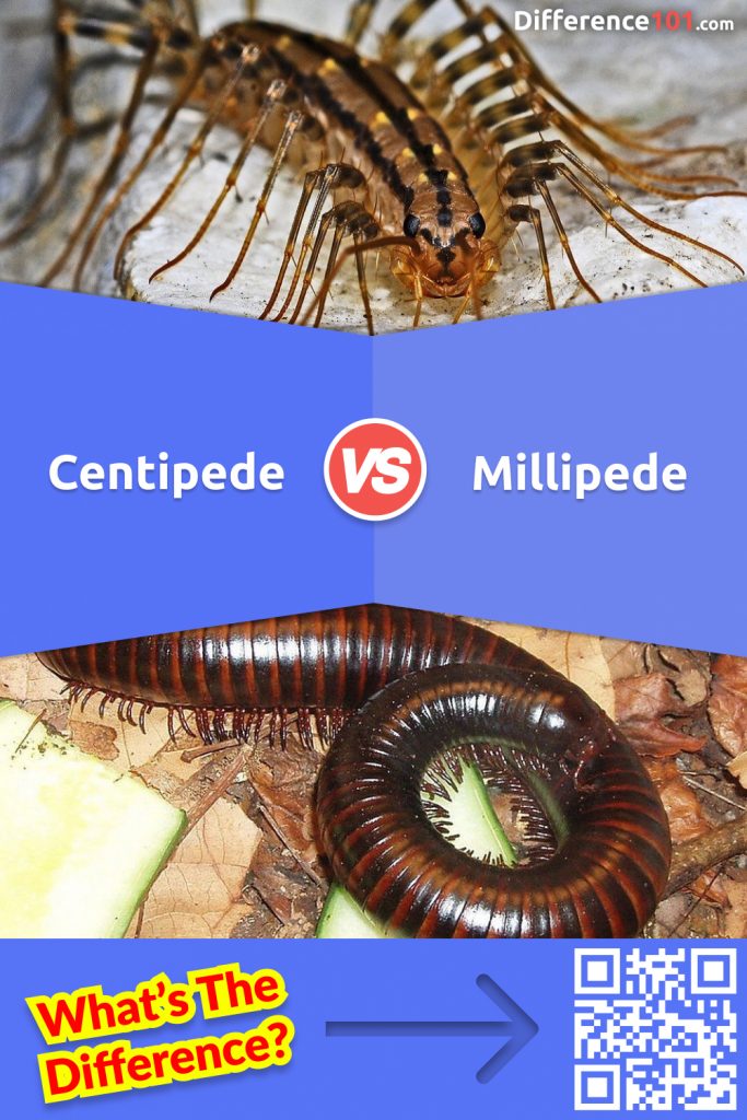 Centipede vs Millipede: 7 Differences, Examples, Pros & Cons | Difference 101