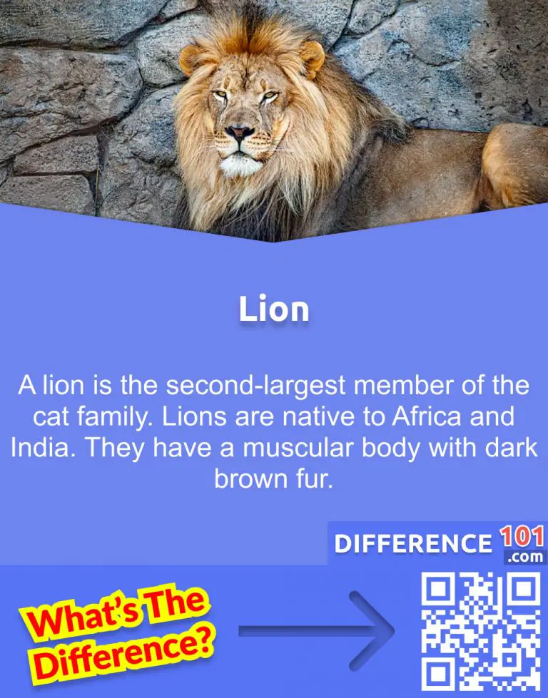 Lion Vs Tiger 10 Major Differences You Need To Know Difference 101