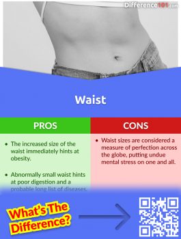 Hips vs Waist: 5 Key Differences & Examples To Know | Difference 101