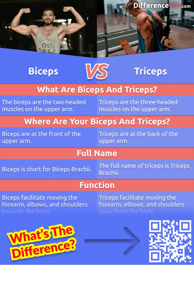 Biceps vs Triceps: 4 Key Differences, Pros & Cons, Examples ...