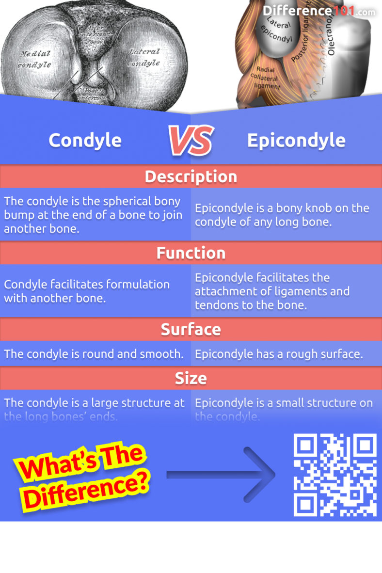 Condyle vs Epicondyle: 4 Key Differences, Examples, Pros & Cons ...