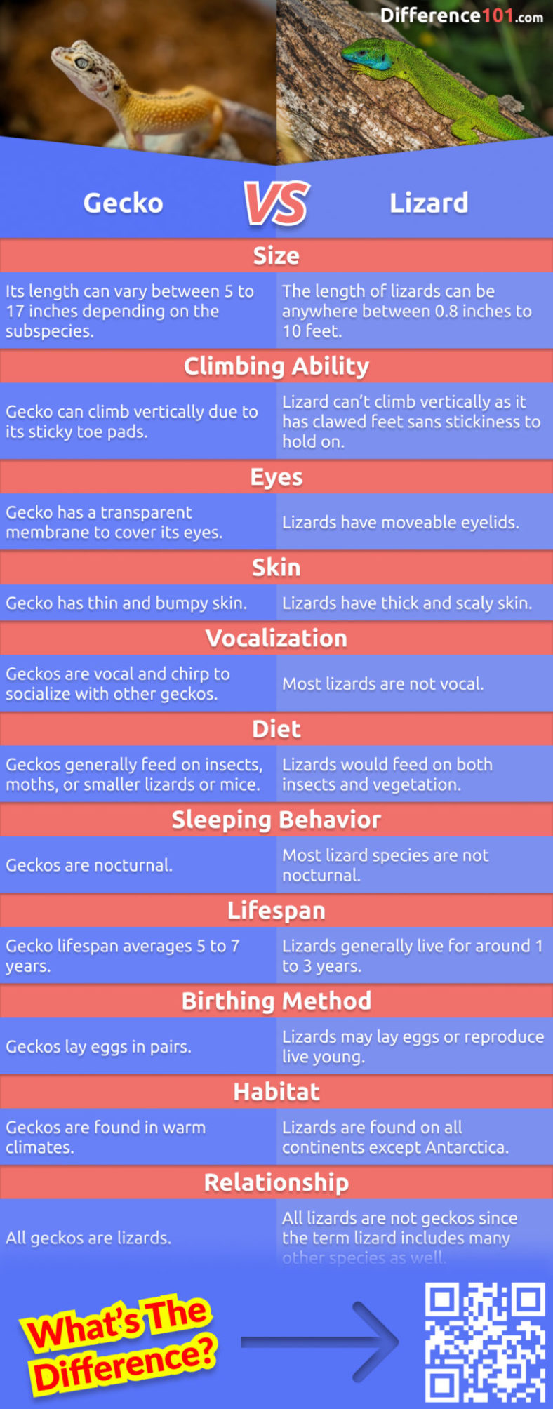 Gecko vs Lizard: 11 Key Differences, Examples, Pros & Cons | Difference 101