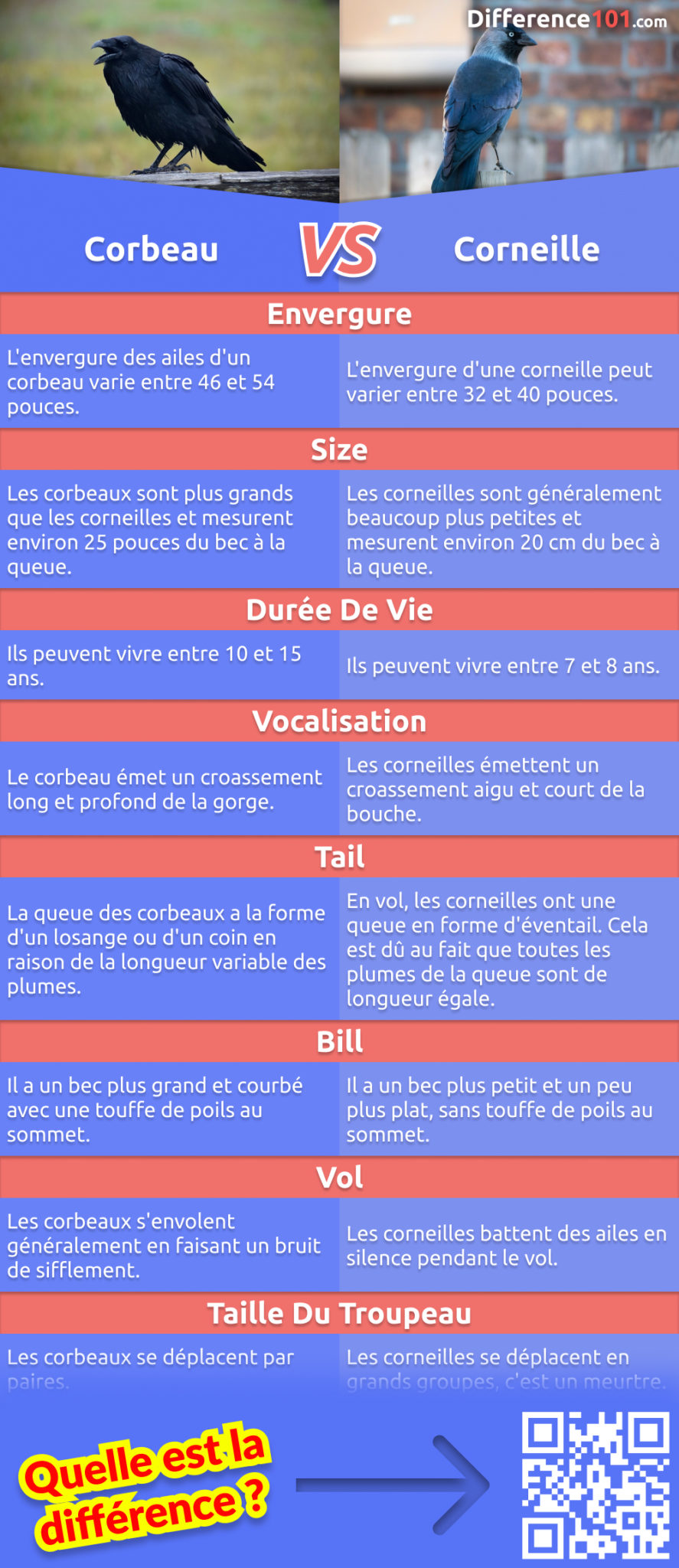 Corbeau ou Corneille: Principales Différences, Avantages et ...