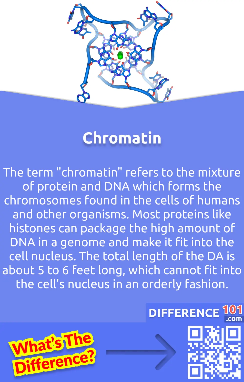Chromatin vs. Chromatid: 5 Key Differences, Pros & Cons, Similarities | Difference 101
