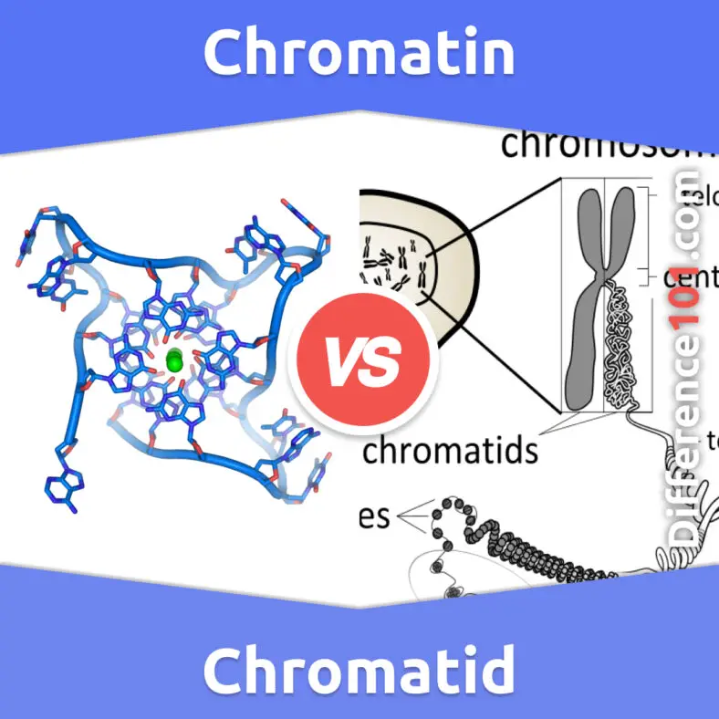 Chromatin vs. Chromatid: 5 Key Differences, Pros & Cons, Similarities ... Chromatin vs. Chromatid: 5 Key Differences, Pros & Cons, Similarities ...