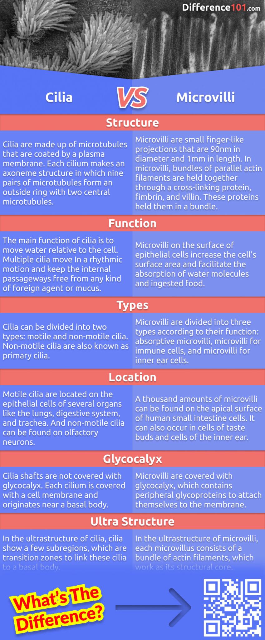 Cilia vs. Microvilli: 6 Key Differences, Pros & Cons, Similarities ...
