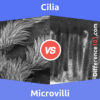 Cilia vs. Microvilli: 6 Key Differences, Pros & Cons, Similarities ...