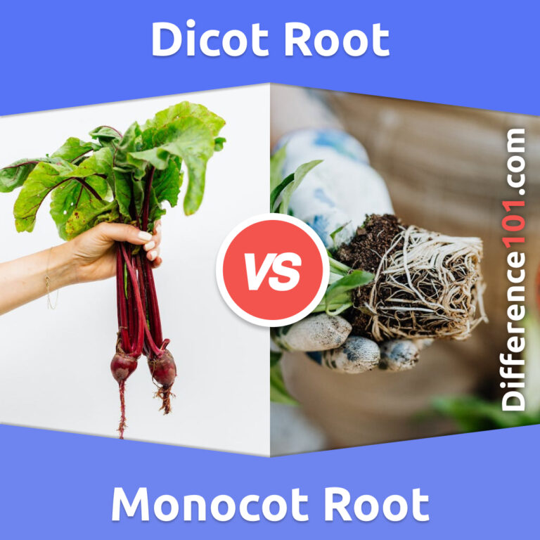 Dicot Root vs. Monocot Root: 8 Key Differences, Pros & Cons, Examples ...