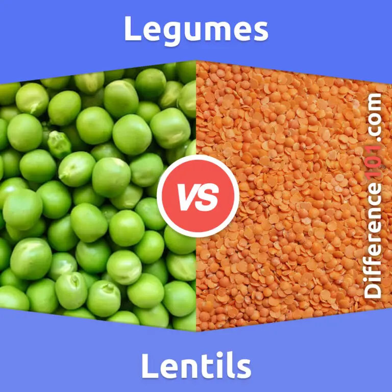 Legumes Vs Lentils 6 Key Differences Pros And Cons Examples Difference 101
