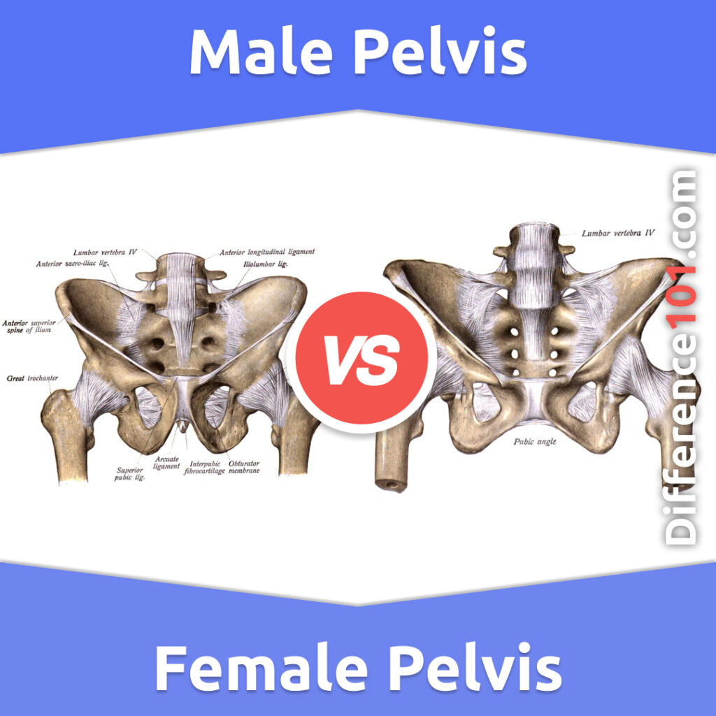 Male vs. Female Pelvis: 6 Key Differences, Pros & Cons, Similarities ...