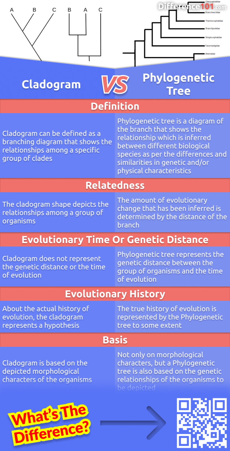 Cladogram vs. Phylogenetic Tree: 5 Key Differences, Description ...