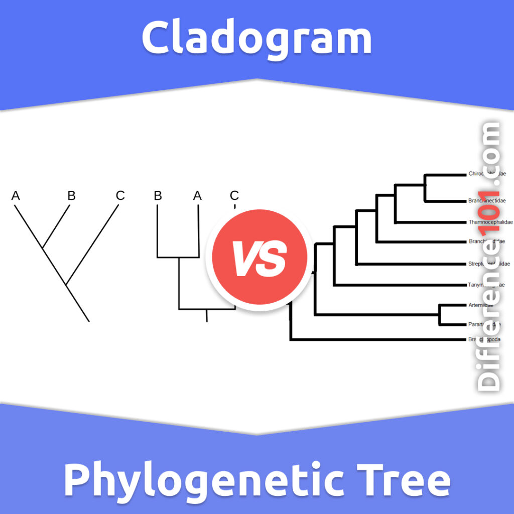 Cladogram vs. Phylogenetic Tree: 5 Key Differences, Description ...
