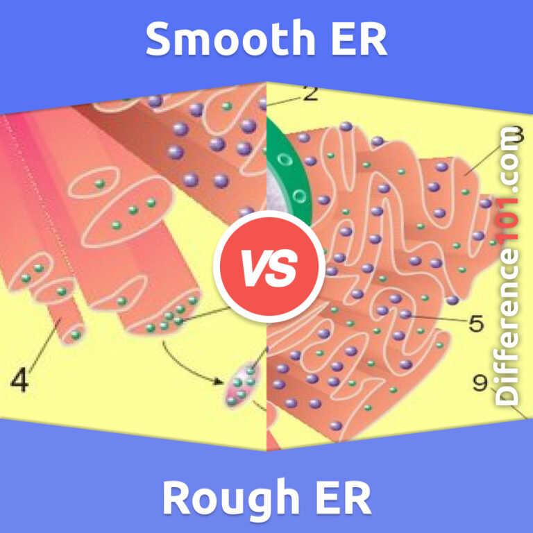 Smooth vs. Rough Endoplasmic Reticulum: 6 Key Differences, Structure ...
