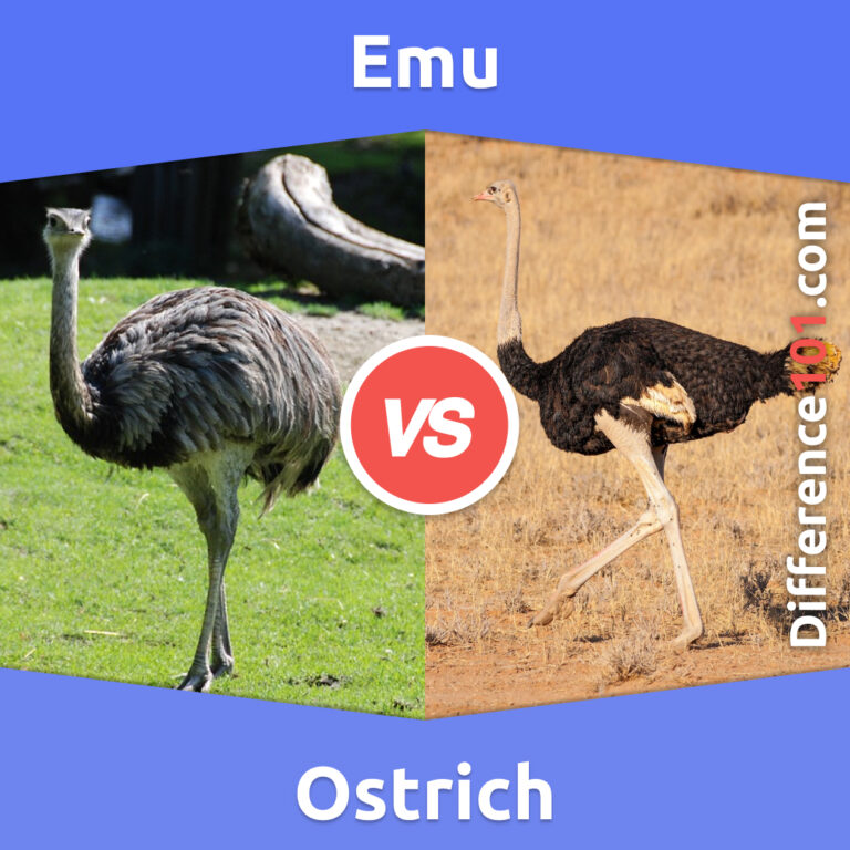 Emu vs. Strauß: Was ist der Unterschied zwischen Emu und | Difference 101