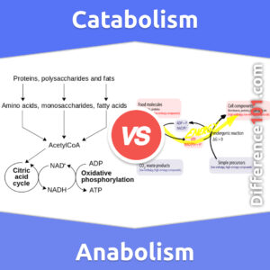 Catabolism vs. Anabolism: 5 Key Differences, Pros & Cons, Examples ...