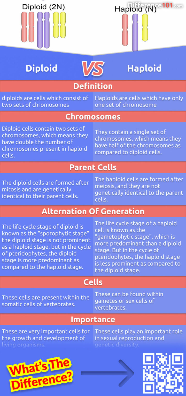 Diploid Vs Haploid 6 Key Differences Pros And Cons Examples Difference 101