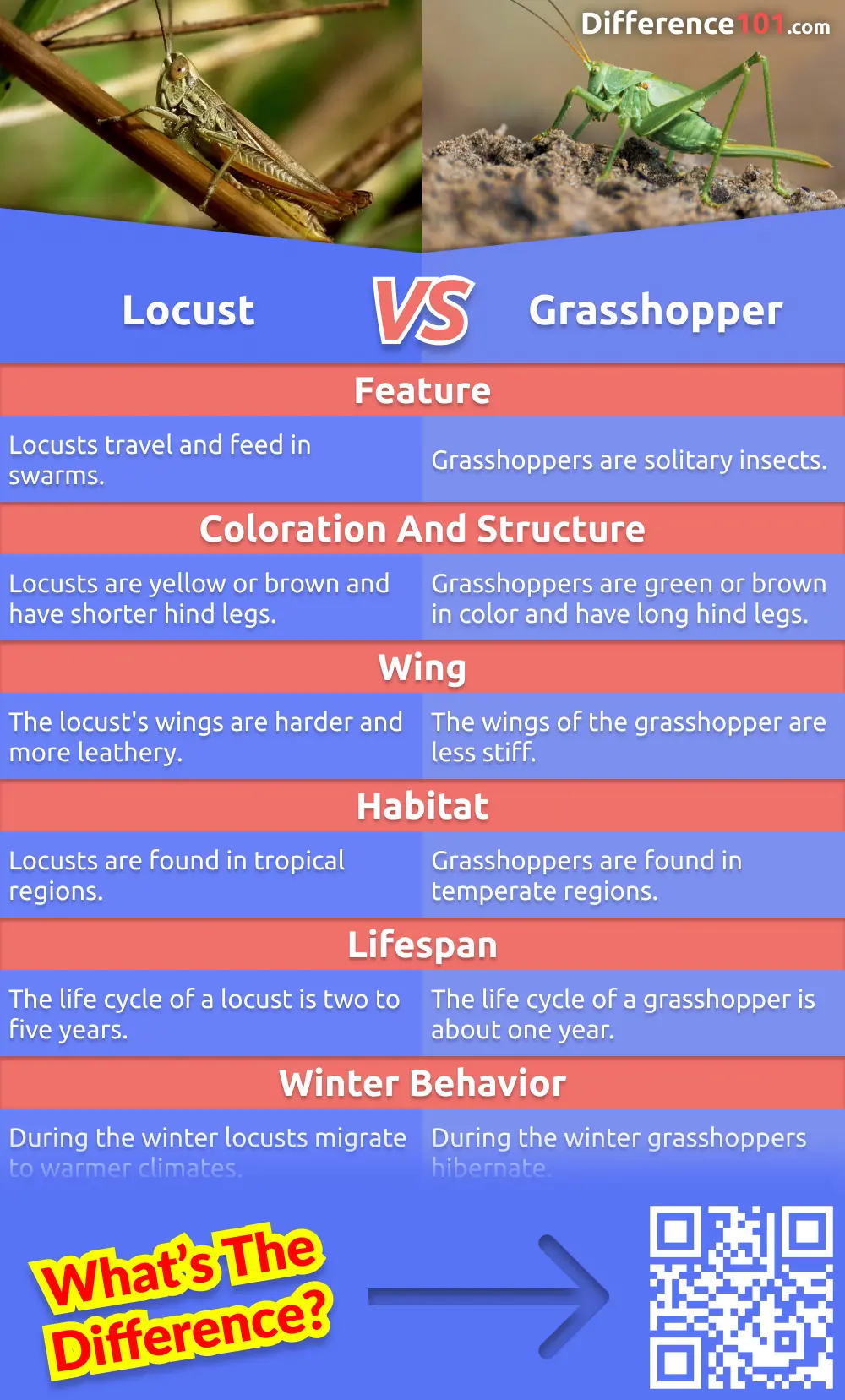 Locust vs. Grasshopper: 6 Key Differences, Pros & Cons, Similarities ...