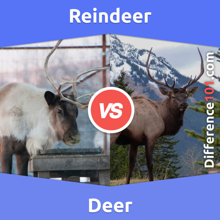 Reindeer vs. Deer: 5 Key Differences, Pros & Cons, Similarities ...