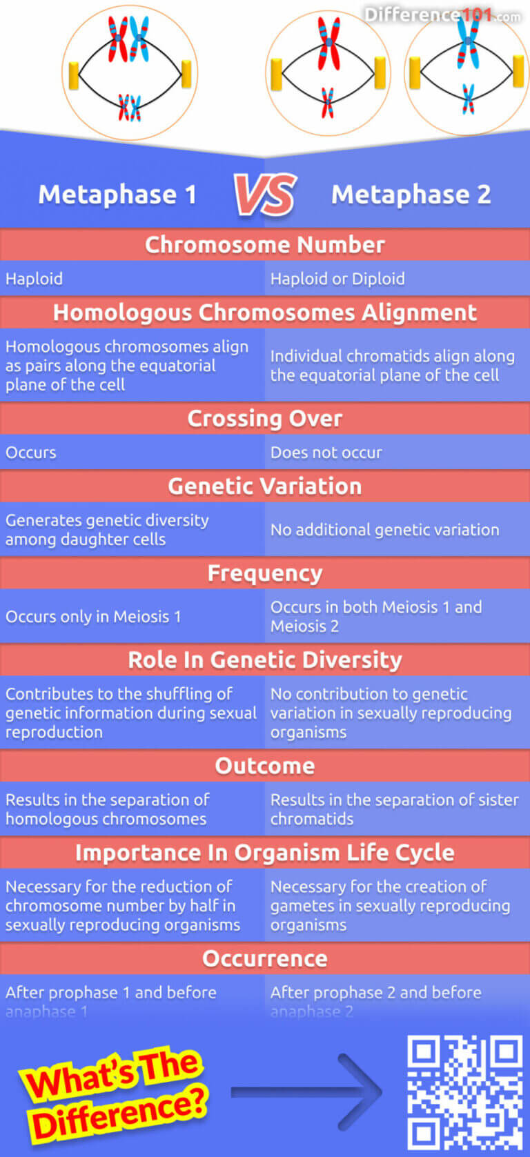 Metaphase 1 vs. Metaphase 2: 9 Key Differences, Pros & Cons ...