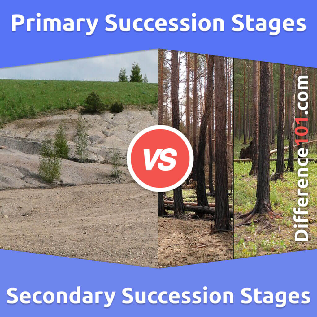 Primary Succession vs. Secondary Succession Stages: 6 Key Differences ...