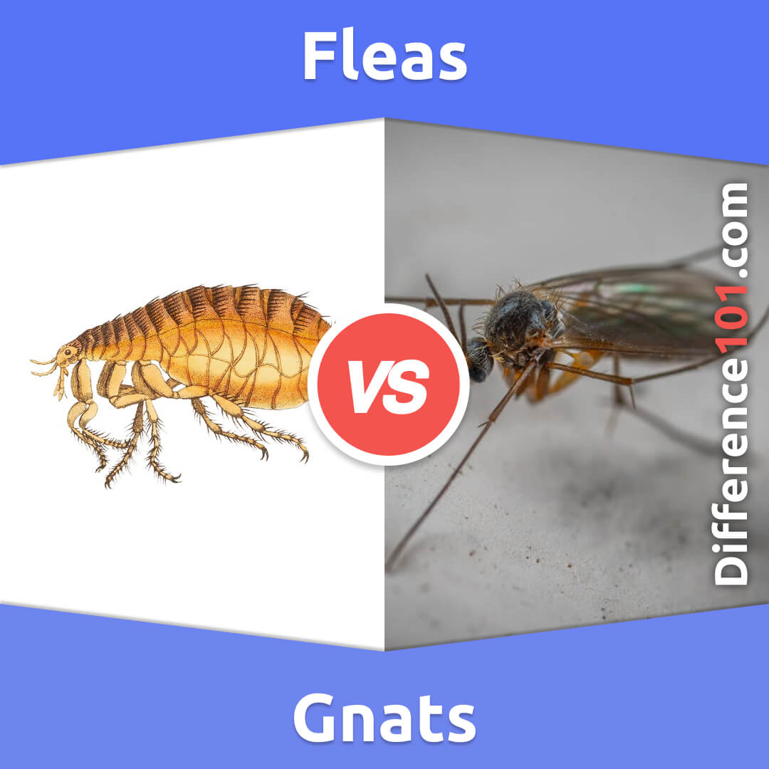 Fleas Vs Gnats 5 Key Differences Pros And Cons Similarities Difference 101