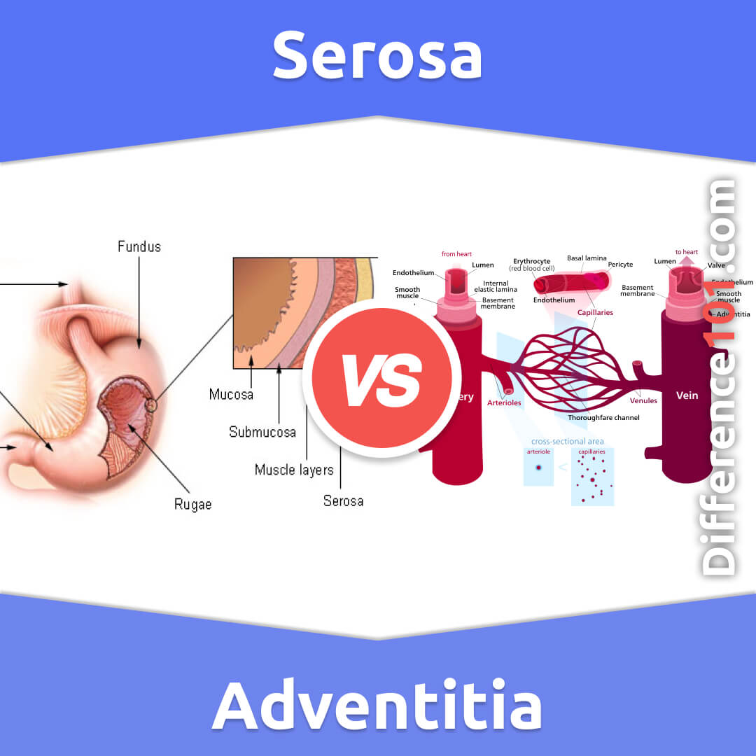 Serosa vs. Adventitia: 5 Key Differences, Pros & Cons, Similarities ...