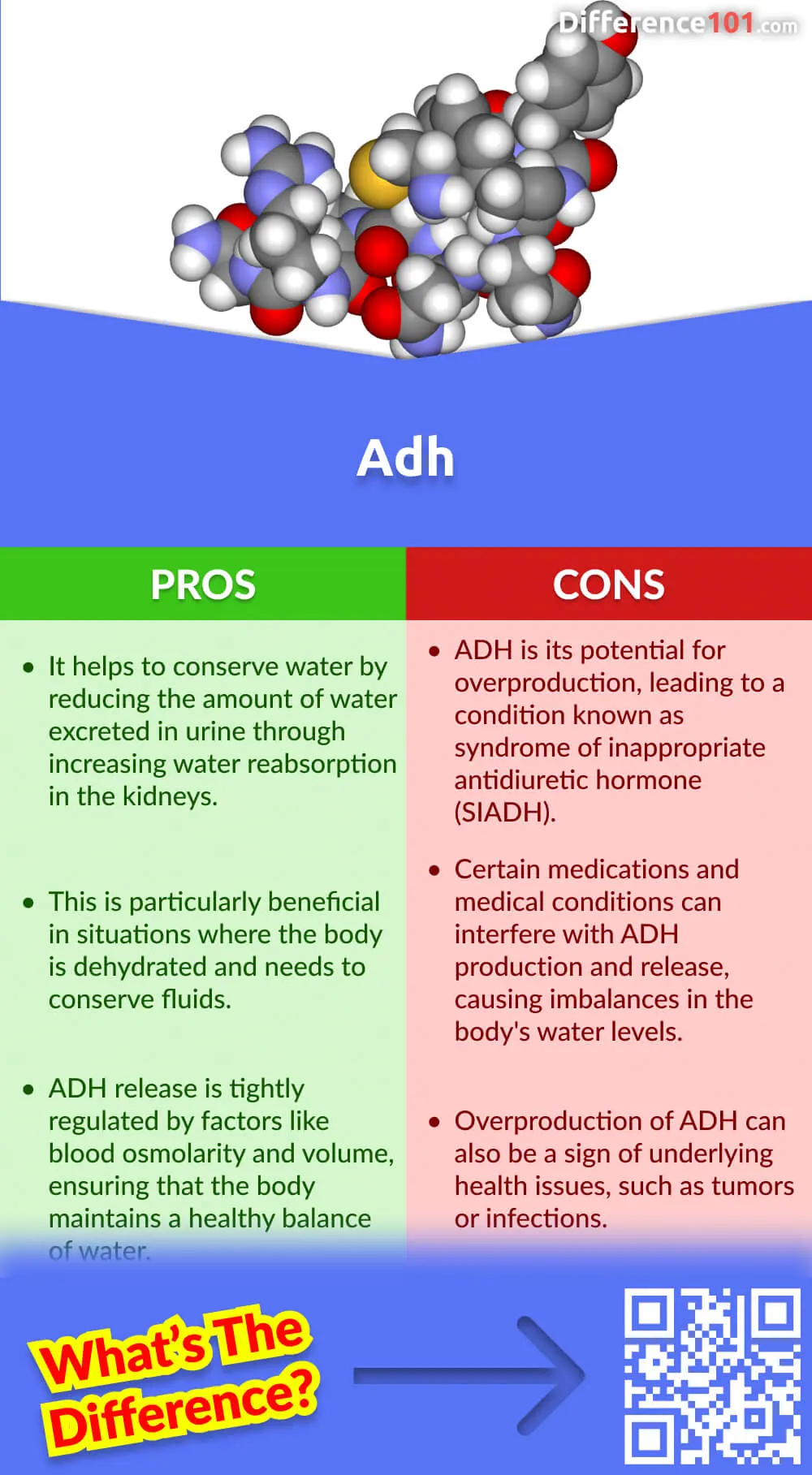 Adh vs. Aldosterone: 6 Key Differences, Pros & Cons, Similarities ...