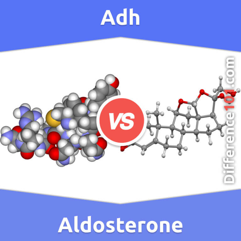 Adh vs. Aldosterone: 6 Key Differences, Pros & Cons, Similarities ...